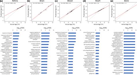 Modeling The Human Aging Transcriptome Across Tissues Health Status