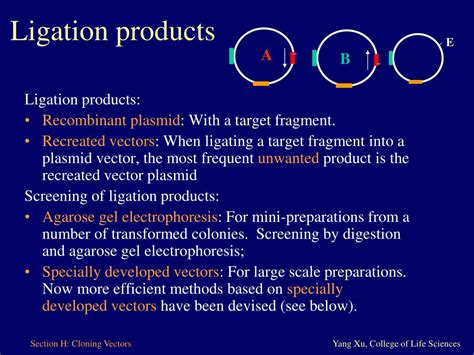 Ppt H1 Li Plasmid Vectors Powerpoint Presentation Free Download