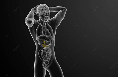 Threedimensional Medical Visualization Of The Pancreas And Gallbladder