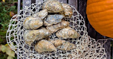 Clams Vs Mussels Vs Oysters What Are The Differences Pine Tree