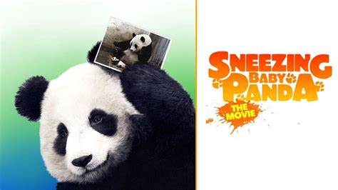 Image result for Sneezing Panda Exploding
