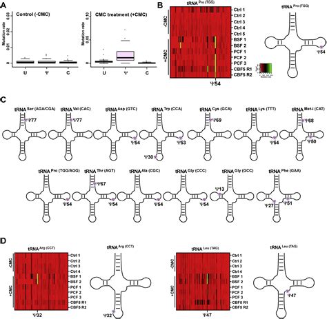Image result for RNA Modification