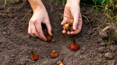 Image result for Tulip Planting Tips