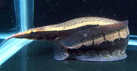 Image result for Python Fish