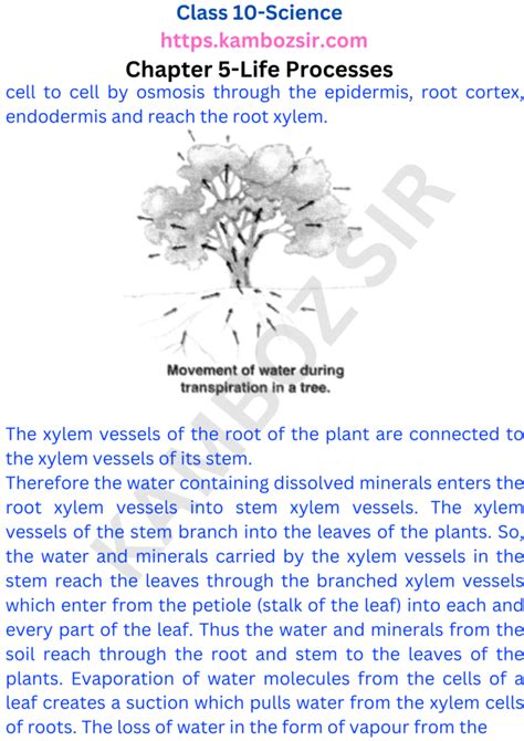 Image result for Class 10 Science Chapter 5 Life Process