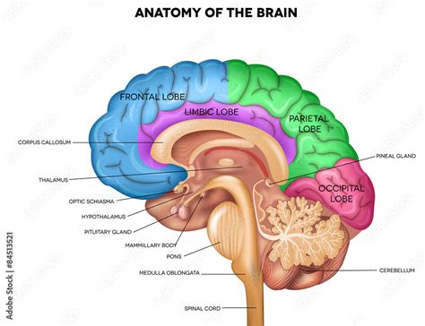 Human brain anatomy Stock Vector | Adobe Stock
