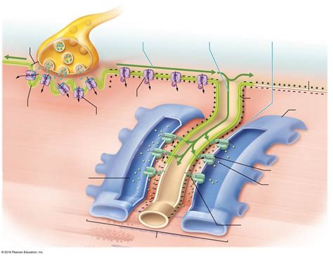 Image result for Structures Associated with Excitation-Contraction Coupling