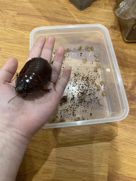 Image result for Burrowing Cockroach