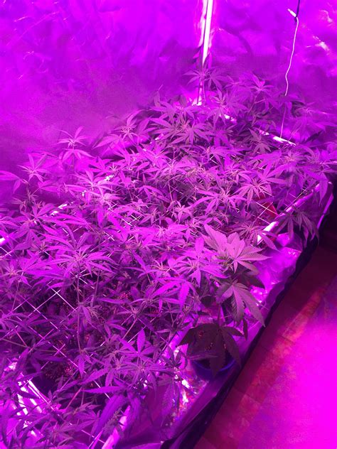Image result for LED Scrog