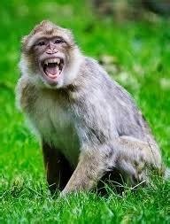 Image result for Alien Plague