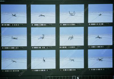 Computer evolution of animated characters - Stock Image - T479/0103 ...