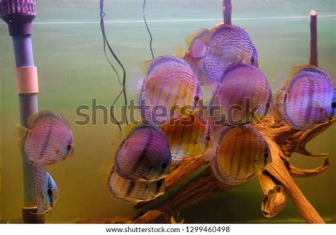 Image result for Discus Fish School