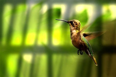 Image result for Creating a Window in Ruby