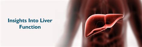Image result for Human Liver Function