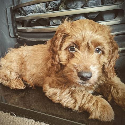 Image result for Cockapoo Breeders