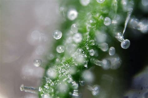 Image result for Crystal Under Microscope Pyramid