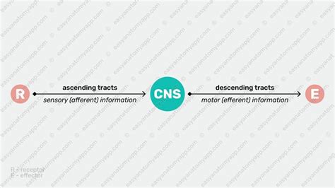 Image result for Extrapyramidal System Structure
