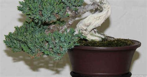 How can I automate Bonsai Pots in Sky Factory 4? – Bonsai Tree Help