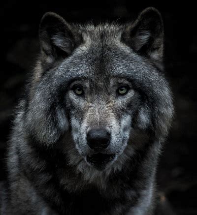 Timber Wolf Size | KnowSize