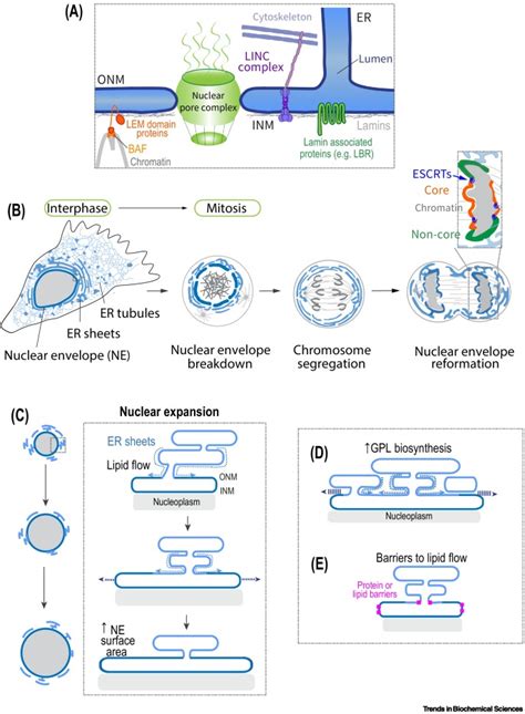 Image result for Nuclear Envelope Dissolution