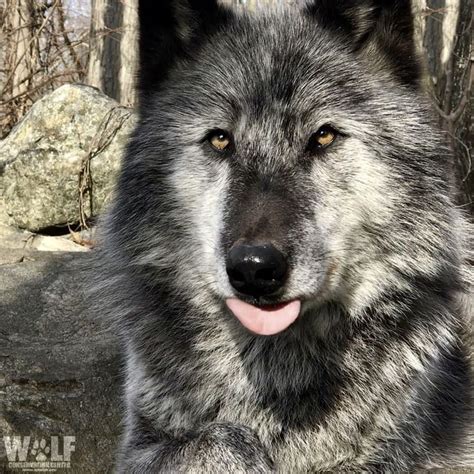 Image result for Native American Wolves