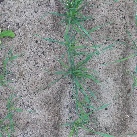 Image result for Weed Detection Using Python