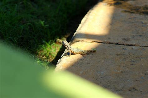 Image result for Lizard Side View