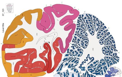 Image result for The Human Brain Map Project