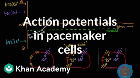 Image result for Pacemaker Potential