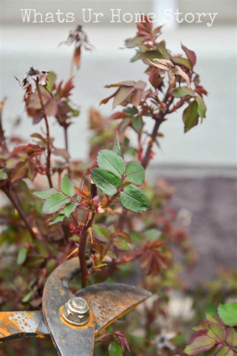 Image result for How to Prune Knockout Roses in Spring