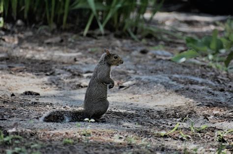 Image result for Lizard Side View