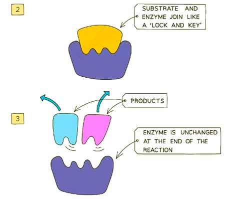 Image result for Exercise 1 Enzyme Specificity