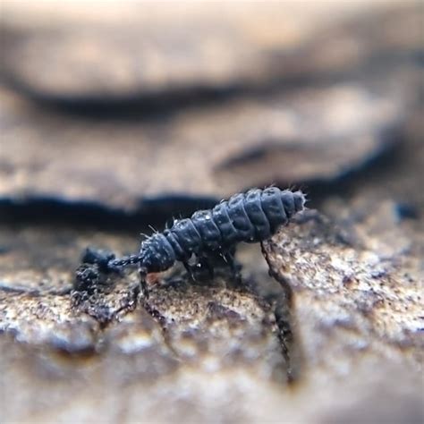 Image result for Springtail Size