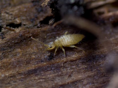 Image result for Springtail Size