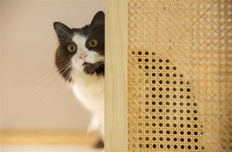 Image result for Alien Kitnap