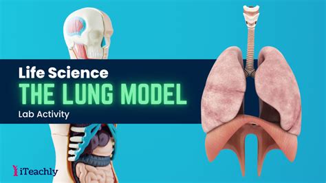 Image result for Lung Model Science Project