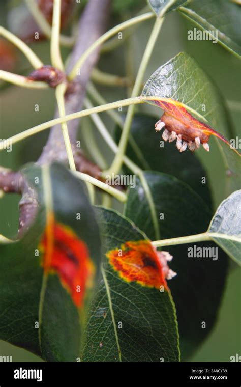 Image result for Pear Tree Rust Treatment