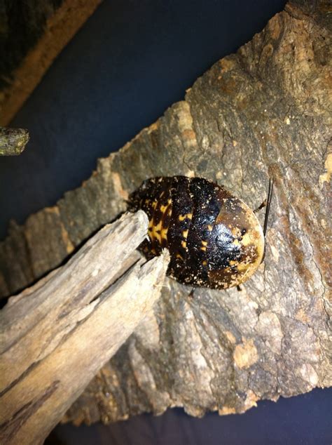 Image result for Pet Cockroach