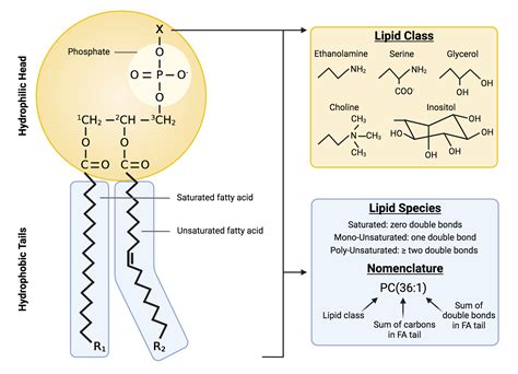 Image result for Phospholipid Structure Expanded Structure