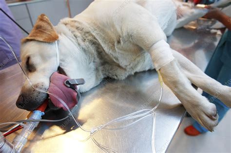 Image result for Veterinary surgery Surgery Types