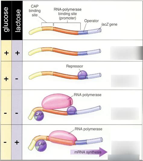 Image result for Lac Operon Drawing