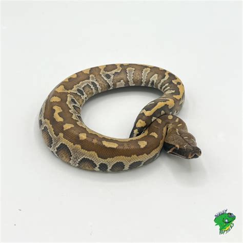 Image result for Baby Blood Python