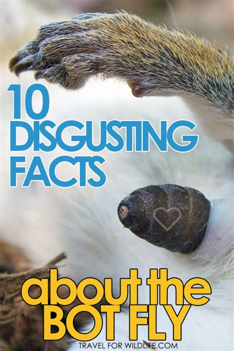 Image result for Bot Fly Larvae Removal