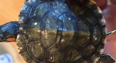 Image result for Break the Turtle Shell