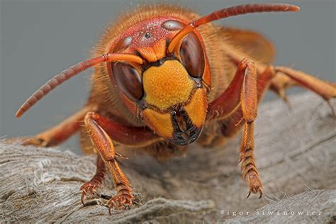 Image result for Cool Insects