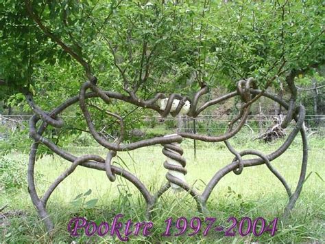 Image result for Tree Shaping Practices