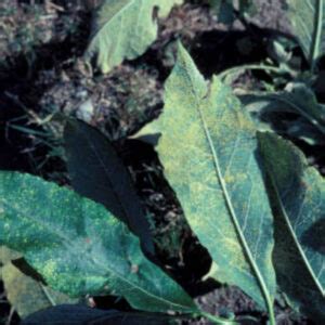Image result for Willow Tree Rust
