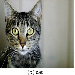 Image result for Image Net Dataset Image Examples