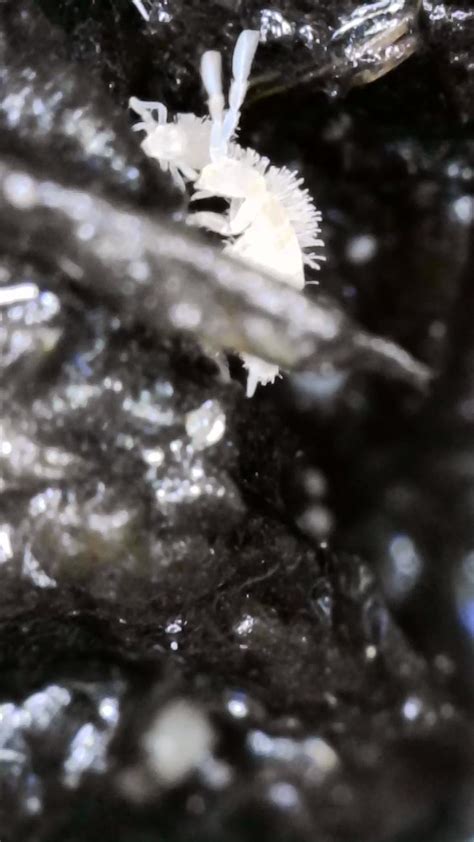 Image result for Springtail Size