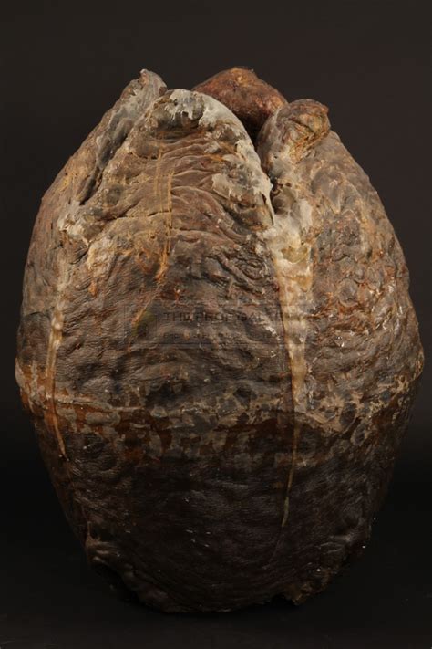 Image result for Alien Predator Egg